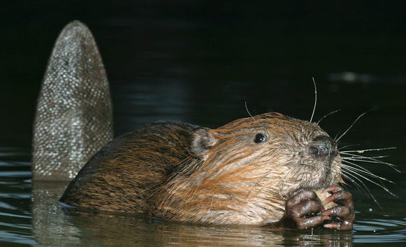 Upvote GOOD BOBR KURWA! - 9GAG