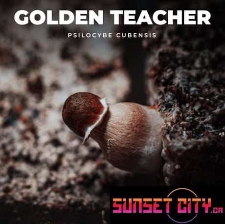 Best Funny Shrooms Memes - 9GAG