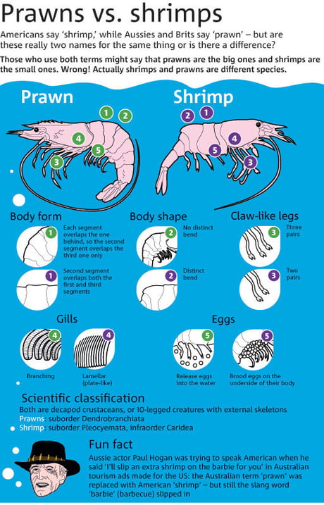 Best Funny prawns Memes - 9GAG