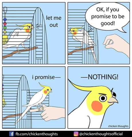Best Funny cockatiel Memes - 9GAG