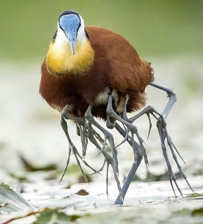 This Jacana bird carrying her chicks under her wings. - 9GAG