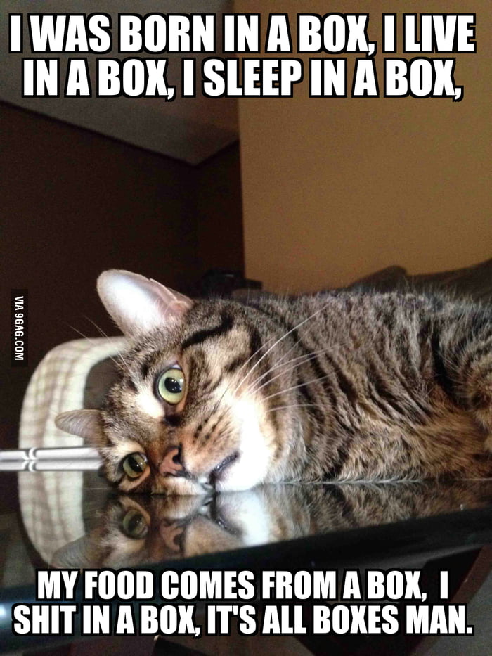Existential Crisis Cat - 9GAG