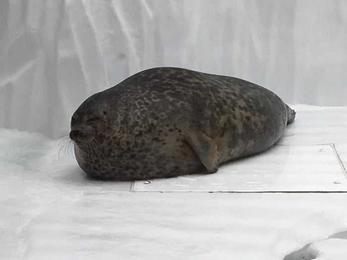 Super Chonky Seals Steal Spotlight at Osaka Aquarium - 9GAG