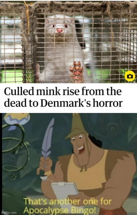 Mink Memes Mink Piece GIF Mink Piece Discover & Share GIFs