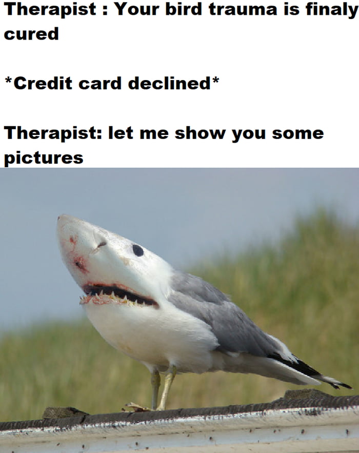 I'll stop posting bird meme when the chickens will have teeth - 9GAG