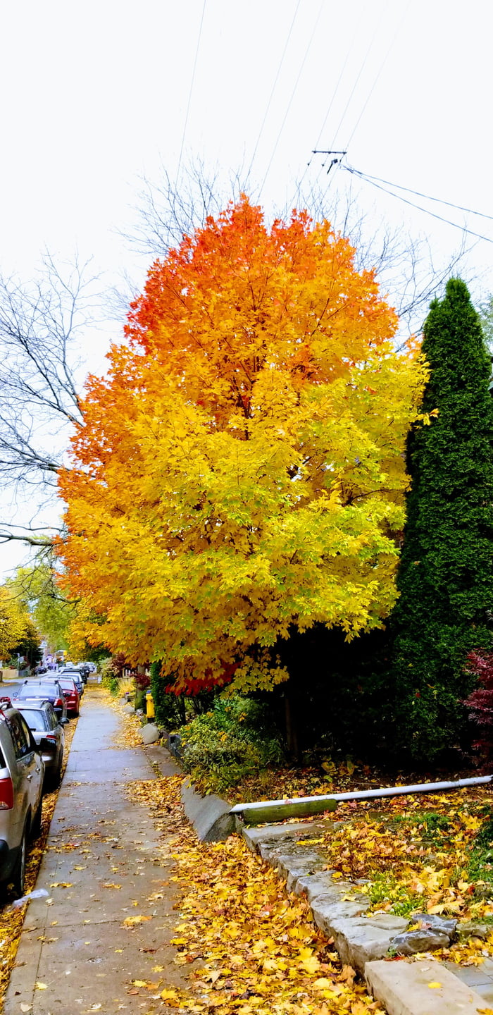 Autumn colours downtown Toronto - 9GAG