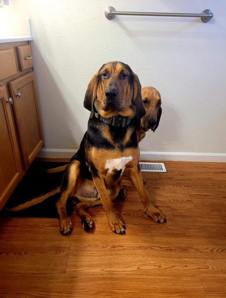 Real Two Headed Dog