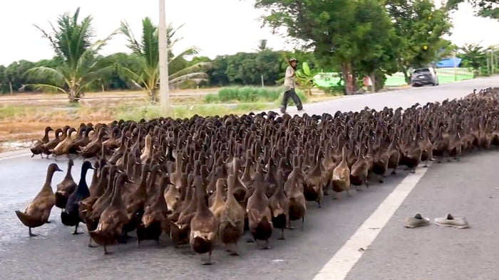 Farmers Are Using Armies Of 10,000 Ducks To Keep Rice Paddies Pest Free ...