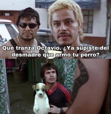 Best Funny amores perros Memes - 9GAG