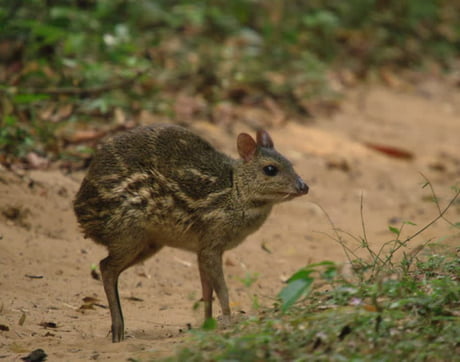 Chevrotain Size