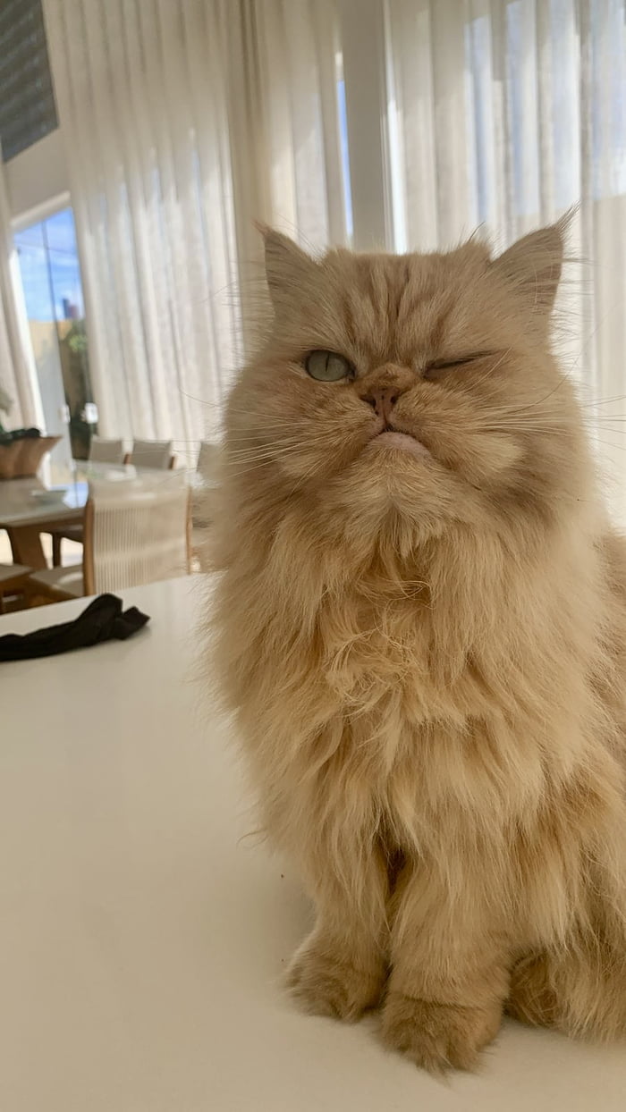 My cat got mad when I asked for a picture to post here. Say hello to ...