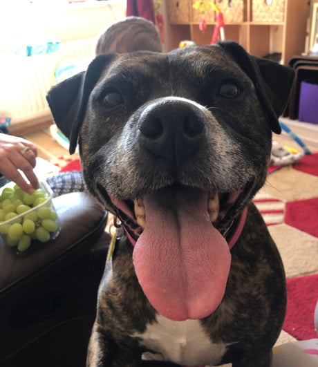 Best Funny rainbow bridge Memes - 9GAG