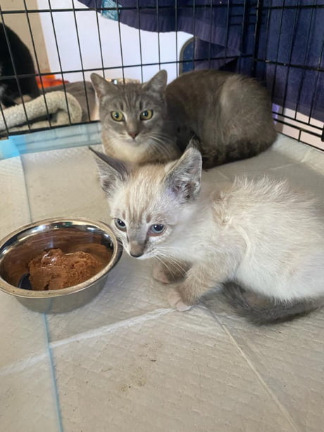 Best Funny houdini Memes - 9GAG