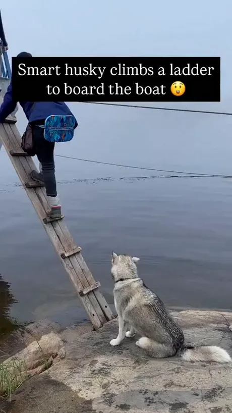 Awkward Husky Memes