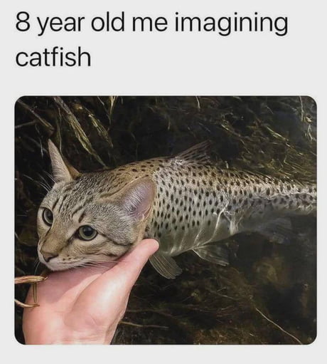 Best Funny catfish Memes - 9GAG