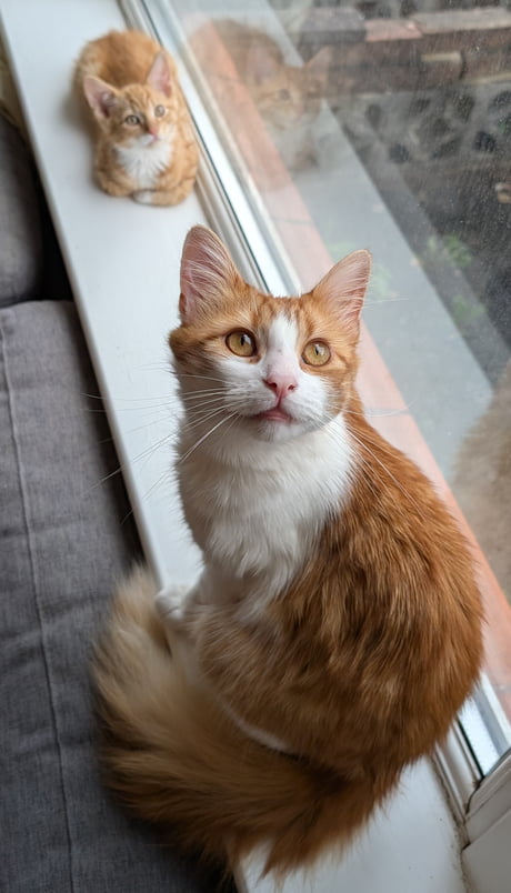 Best Funny cheebs Memes - 9GAG