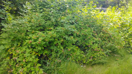 Best Funny royalty raspberry plant Memes - 9GAG