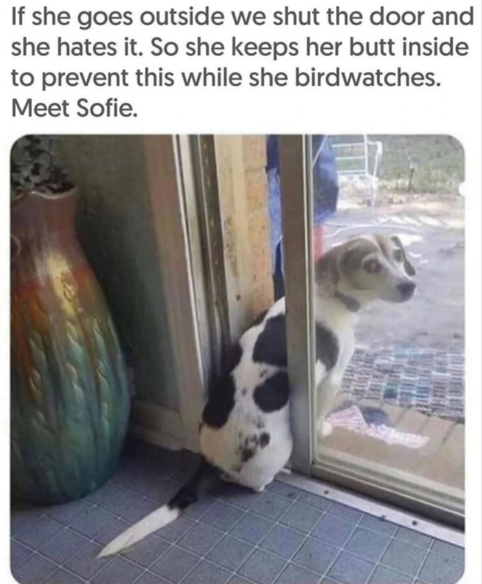 Sofie's dedication to birdwatching while strategically keeping her butt inside is truly ...