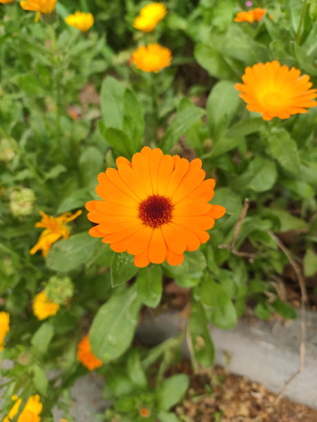 Best Funny flower Memes - 9GAG