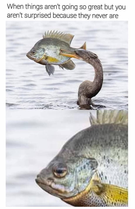 Best Funny whatever Memes - 9GAG