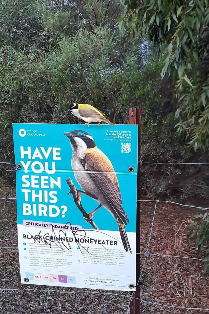 "Found the bird!" - 9GAG