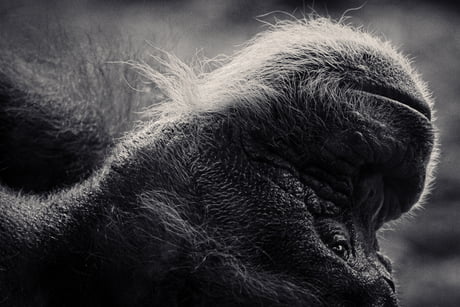 Best Funny monkey model Memes - 9GAG