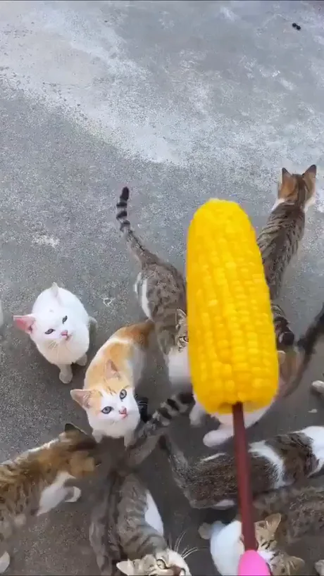 Corn Eating Memes Eating Corn GIFs Find & Share On GIPHY