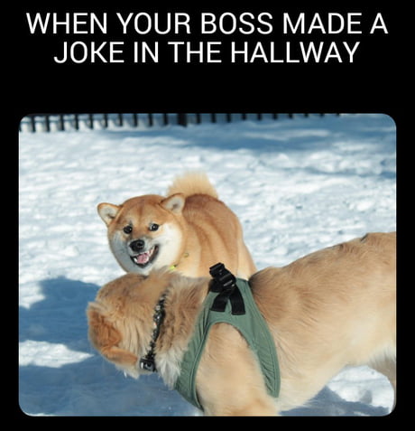 Best Funny shiba inu Memes - 9GAG