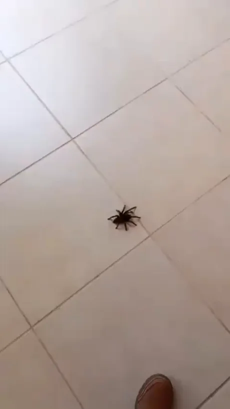 Spider Attacks Memes Marvel Snap Bugle On X: "Clarifications About The