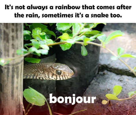 Best Funny snake Memes - 9GAG