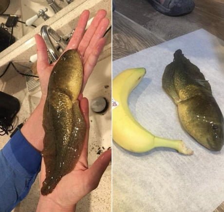 Best Funny tadpole Memes - 9GAG