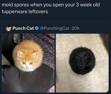 Best Funny mold Memes - 9GAG