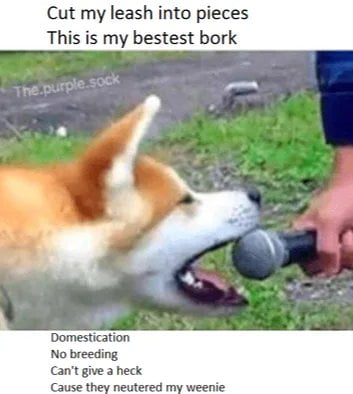 Bestest bork - 9GAG