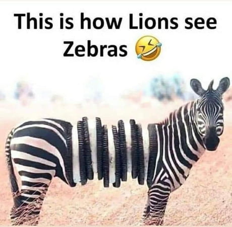 Funny Zebra Memes