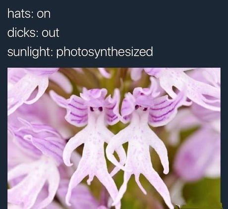 Best Funny orchid Memes - 9GAG