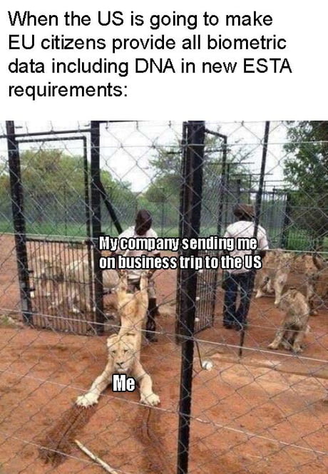 Memes Of Lion