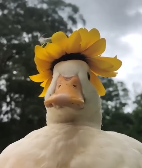 Best Funny duck Memes - 9GAG