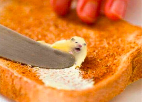 Best Funny toast Memes - 9GAG