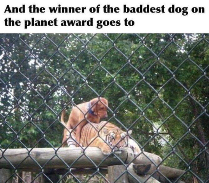 Baddest dog - 9GAG