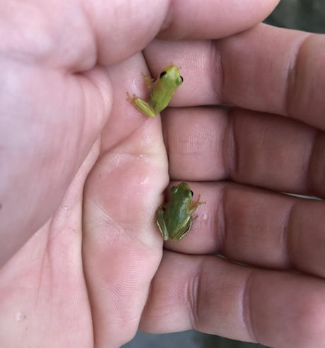 Baby Green Frogs