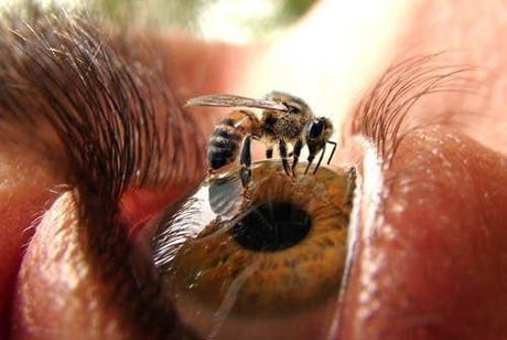Cursed Images Of Bees