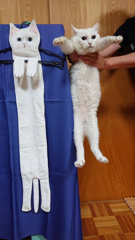Long Cat's Instagram, Twitter & Facebook on IDCrawl