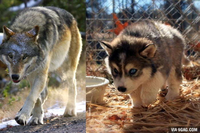 Different size same attitude - 9GAG