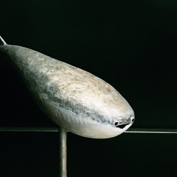 Sacabambaspis, an extinct genus of jawless fish that lived in the ...