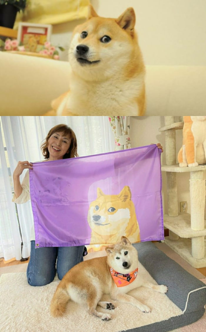 Our queen doge is turning 17th today! - 9GAG