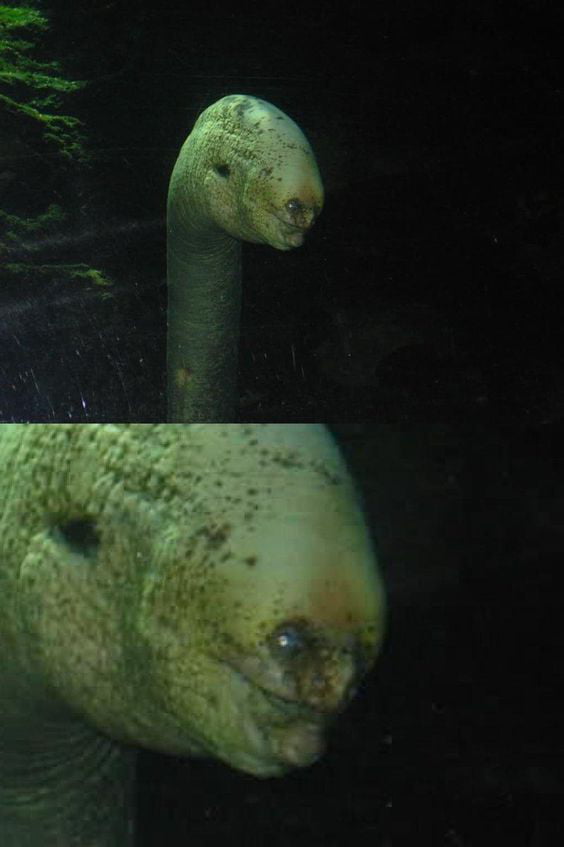Eel with human face. - 9GAG