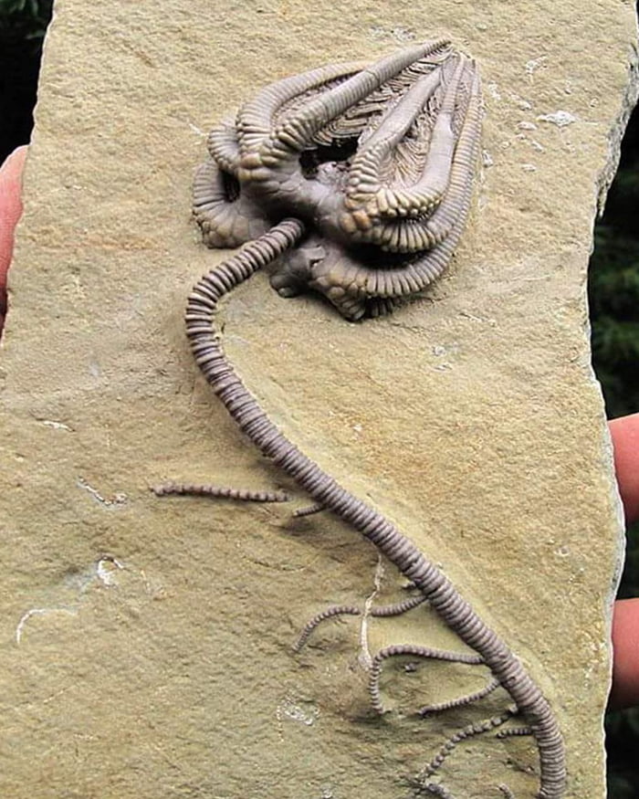 Intact fossil of a cronoid - 9GAG