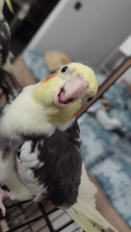 Best Funny cockatiel Memes - 9GAG