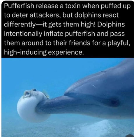Best Funny dolphin Memes - 9GAG