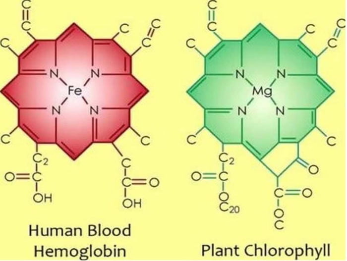 137 atoms in both Chlorophyll, found in plant life, and Hemoglobin ...